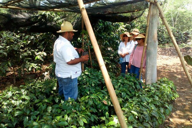 Enjoy the coffee route in Coatepec Magical Town - The Coffee Farm Experience