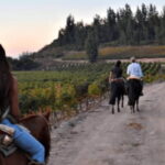 Ensenada: Horseback Riding at the Vineyards - The Itinerary: What to Expect During the Tour