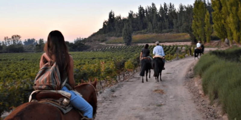 Ensenada: Horseback Riding at the Vineyards - The Itinerary: What to Expect During the Tour