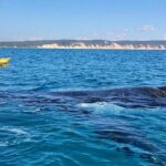 Epic Kayak With Dolphins & Wildlife - 4WD Beach Adventure Noosa - The Itinerary in Detail