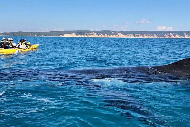 Epic Kayak With Dolphins & Wildlife - 4WD Beach Adventure Noosa - The Itinerary in Detail