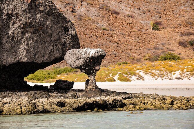 Espíritu Santo and Balandra Beach Combo Tour: Sea Lion Snorkeling - Snorkeling with Playful Sea Lions