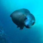 Espiritu Santo Island and sea lions - The Value of This Tour
