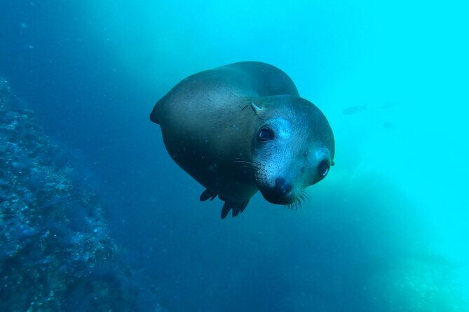 Espiritu Santo Island and sea lions - The Value of This Tour