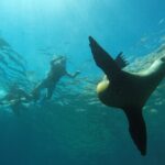 Espiritu Santo Island Private Tour: Sea Lions and paddle boarding - Who Should Book This Tour?