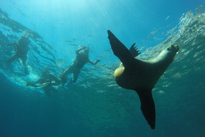 Espiritu Santo Island Private Tour: Sea Lions and paddle boarding - Who Should Book This Tour?