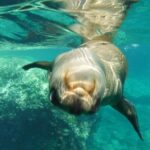 Espiritu Santo Island, Sea Lions & Paddleboard 1 to 10 Private Group Adventure - Who Is This Tour Best For?