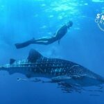 Espíritu Santo Island: snorkel SEA LIONS and Balandra Small Group - Who Will Love This Tour?