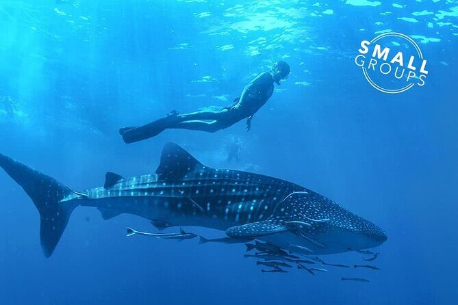 Espíritu Santo Island: snorkel SEA LIONS and Balandra Small Group - Who Will Love This Tour?