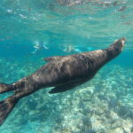 Espiritu Santo Snorkeling and Sea Lion Adventure - Practical Details: Transportation, Pricing, and Fees