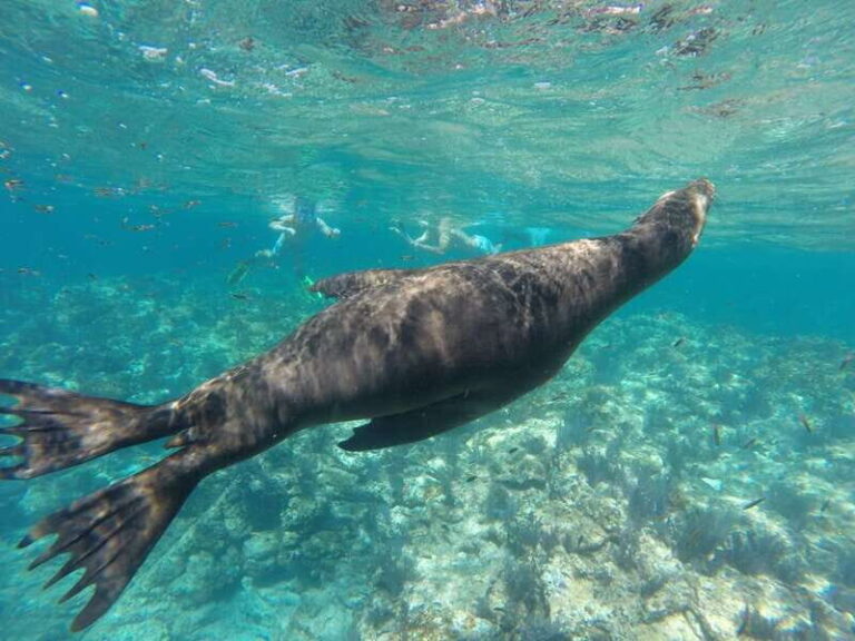 Espiritu Santo Snorkeling and Sea Lion Adventure - Practical Details: Transportation, Pricing, and Fees