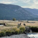 Estes Park: Guided Elk Rut Tour - An In-Depth Look at the Estes Park Guided Elk Rut Tour