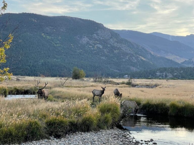 Estes Park: Guided Elk Rut Tour - An In-Depth Look at the Estes Park Guided Elk Rut Tour