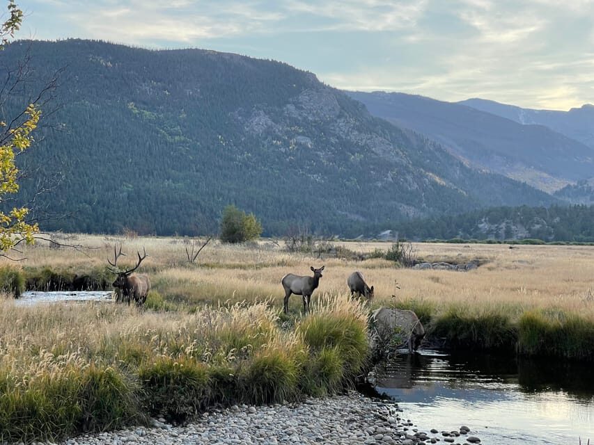 Estes Park: Guided Elk Rut Tour - An In-Depth Look at the Estes Park Guided Elk Rut Tour