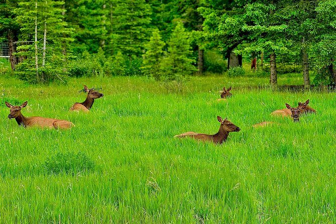 Evening Private Tour Best of Banff Wildlife - Transportation, Price, and Practicality