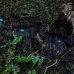 Evening Rainforest & Glow Worm Tour from Gold Coast - The Itinerary in Detail