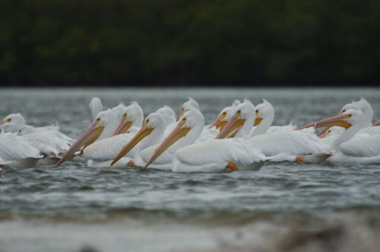 Everglades: Birding, Wildlife, and Photography Expedition - A Closer Look at the Tour Experience