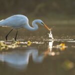 Everglades Explorer - Noosa Everglades Tour - Is the Price Worth It?