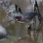 Everglades Private 2.5 Hour Photo and Birding Safari - Exploring the Highlights of the Everglades Private Safari