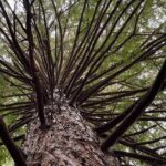 Ex Hamilton: TRIPLE DEAL Wai O Tapu, Redwood Forest & Blue Spring - What Makes This Tour Stand Out