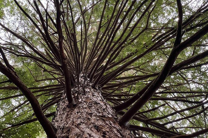 Ex Hamilton: TRIPLE DEAL Wai O Tapu, Redwood Forest & Blue Spring - What Makes This Tour Stand Out