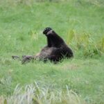 Exclusive Locations Private Bear Viewing - Practical Details and Tips