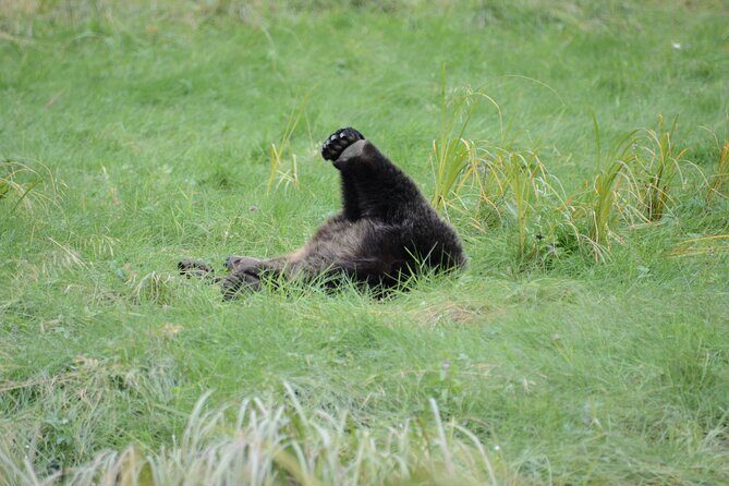 Exclusive Locations Private Bear Viewing - Practical Details and Tips