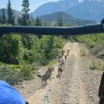Exclusive Yukon Full-Day Tour with Dog Mushing Adventure - The Highlight: Dog Mushing Adventure