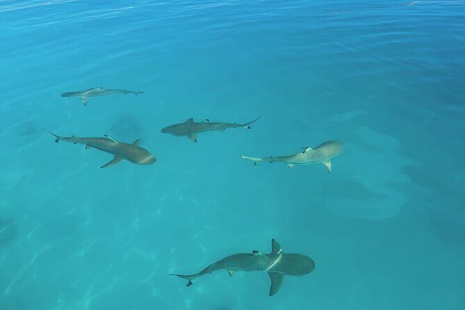 Excursion The Blue Lagoon and Reef Island - What’s Included & How It Adds Value