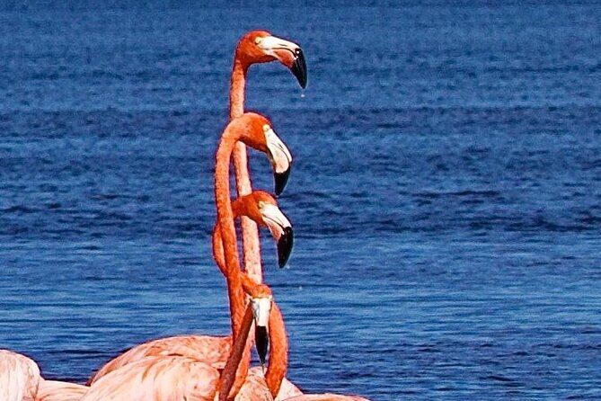 Excursion to Celestun Biosphere and Beach Day from Merida - Why This Tour Offers Great Value