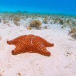 Excursion to Cozumel from Cancun - Who Should Consider This Tour?