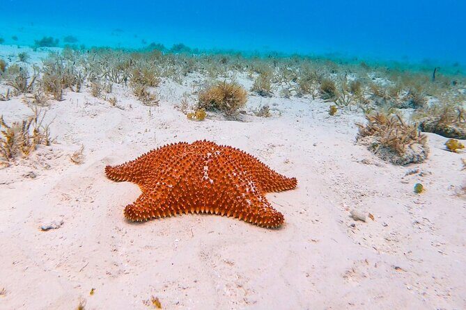 Excursion to Cozumel from Cancun - Who Should Consider This Tour?