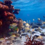 Exmouth: Lagoon Explorer - Full day kayak & Snorkel tour - What Sets This Tour Apart?