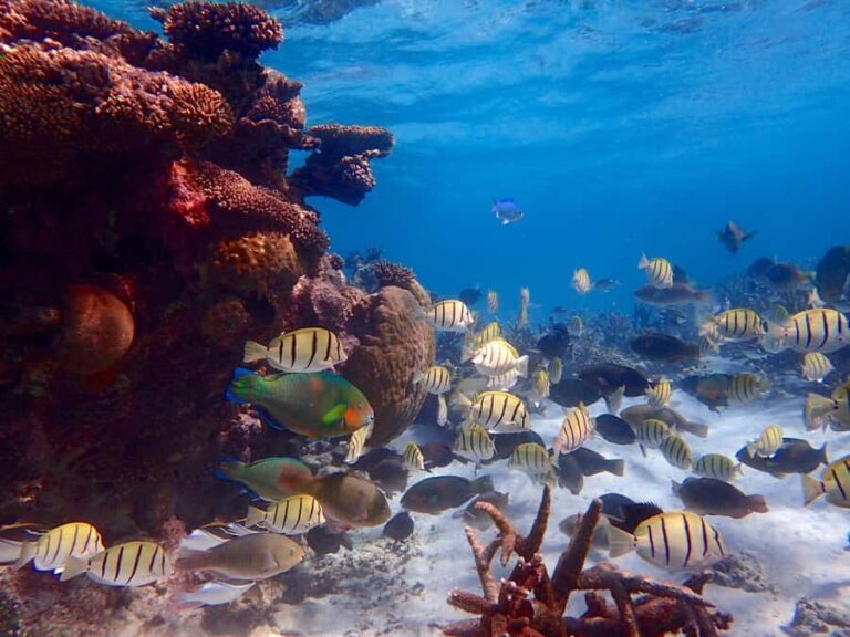 Exmouth: Lagoon Explorer - Full day kayak & Snorkel tour - What Sets This Tour Apart?