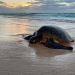 Exmouth: Summer Sunset Turtle Watching and Stargazing Tour - What to Expect from the Tour
