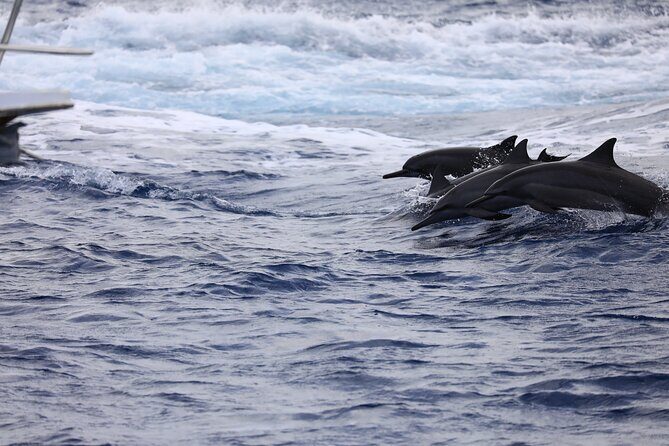 Experience Guam Dolphin Cruise - Final Thoughts