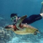 EXPERIENCE SWIMMING with the TURTLES and Discover the amazing Tulum Ruins tours. - What’s Included and What’s Not
