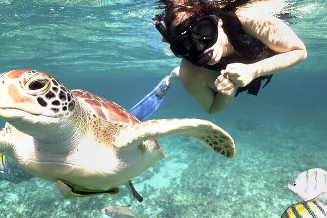 Experience swimming with turtles and explore the ruins of Tulum. Lunch included. - Authentic Insights from Participants