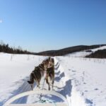 Fairbanks: 1-Hour Alaskan Winter Dog Sledding Adventure - What is the Fairbanks Dog Sledding Tour?