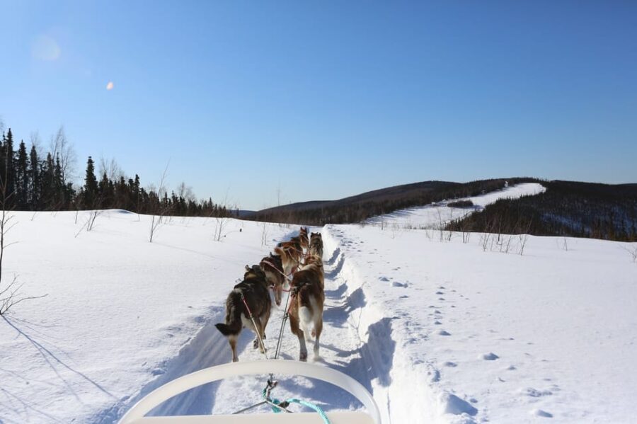 Fairbanks: 1-Hour Alaskan Winter Dog Sledding Adventure - What is the Fairbanks Dog Sledding Tour?