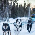 Fairbanks: Private Mush on the Historic Yukon Quest Trail - Comfort and Safety