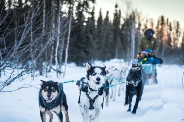 Fairbanks: Private Mush on the Historic Yukon Quest Trail - Comfort and Safety