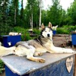 Fairbanks: Siberian Husky Kennel Tour - What the Tour Encompasses