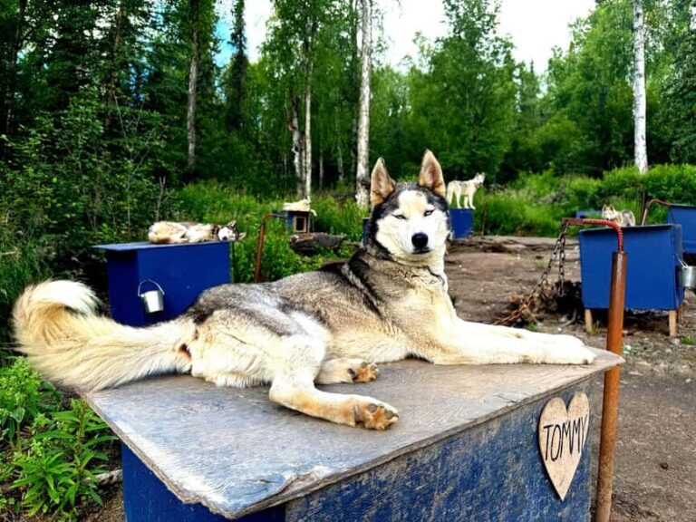 Fairbanks: Siberian Husky Kennel Tour - What the Tour Encompasses