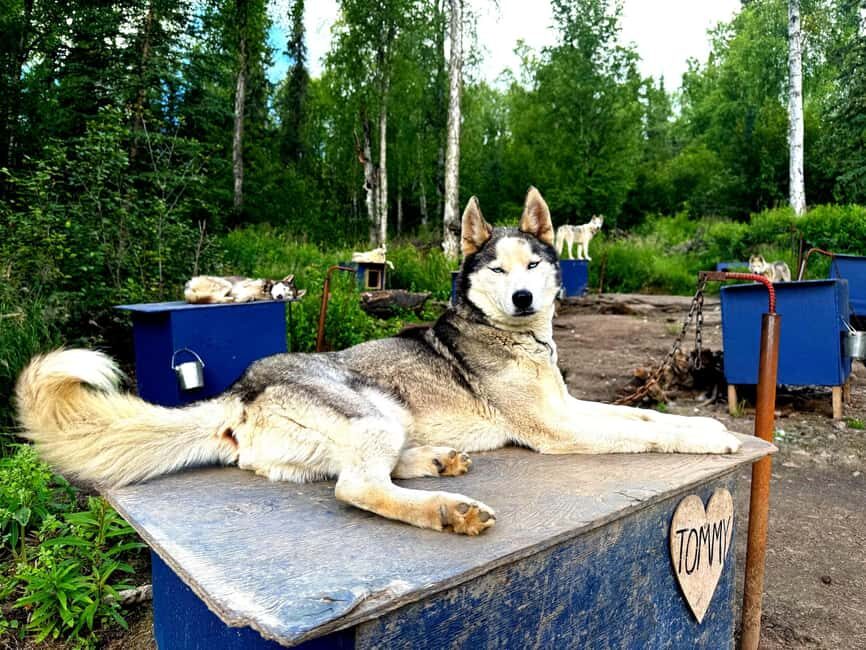 Fairbanks: Siberian Husky Kennel Tour - What the Tour Encompasses