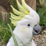 Family trip to staglands wildlife sanctuary - FAQs