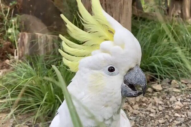 Family trip to staglands wildlife sanctuary - FAQs