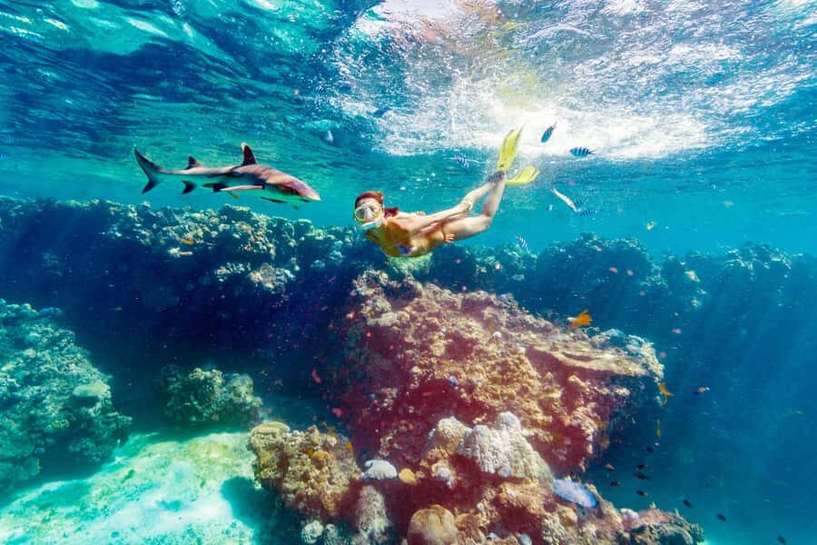 Fiji: Ultimate Encounters Snorkel with Sharks and Lunch - The Experience: What We Think