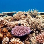 Fijis Best Dolphins tour and Snorkeling Adventure - What We Love About This Tour