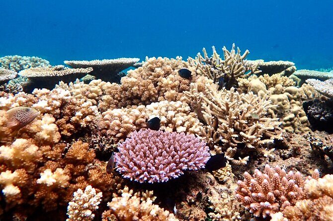 Fijis Best Dolphins tour and Snorkeling Adventure - What We Love About This Tour